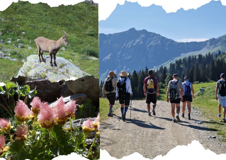 Balade avec un guide : découverte de la faune et la flore - Megève
